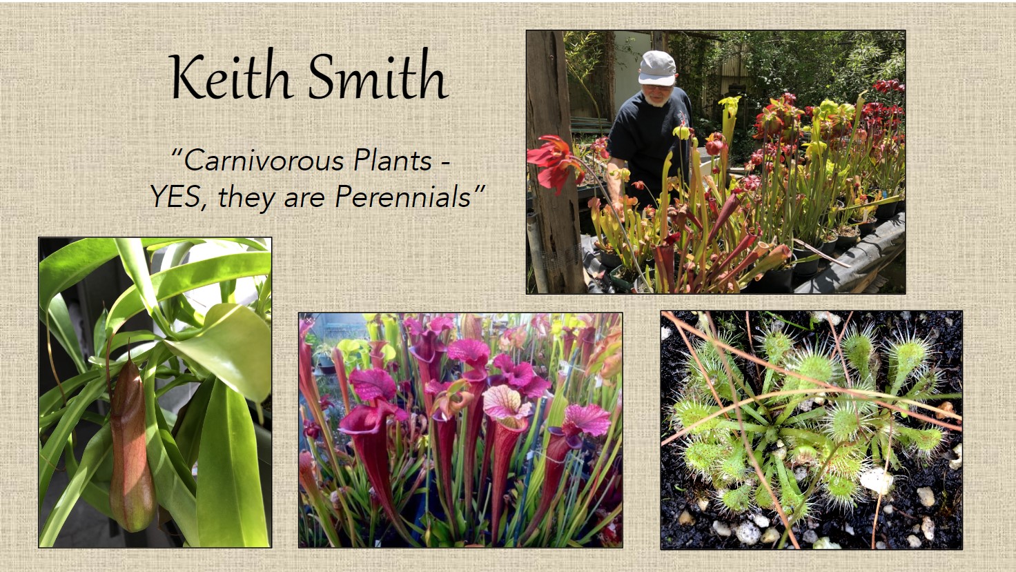 Keith Smith – Carnivorous Plants – YES, they are Perennials ...