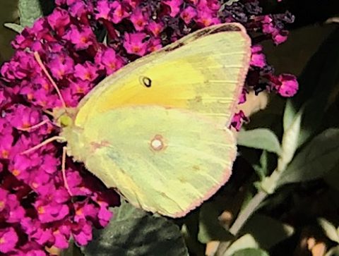 April General Meeting | Sacramento Perennial Plant Club